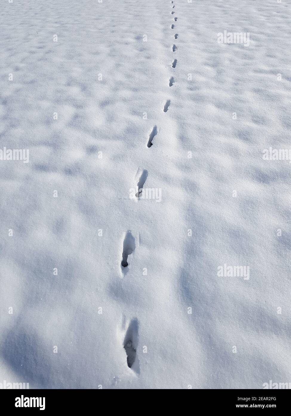 Fuchs spur schnee -Fotos und -Bildmaterial in hoher Auflösung - Seite 2 ...