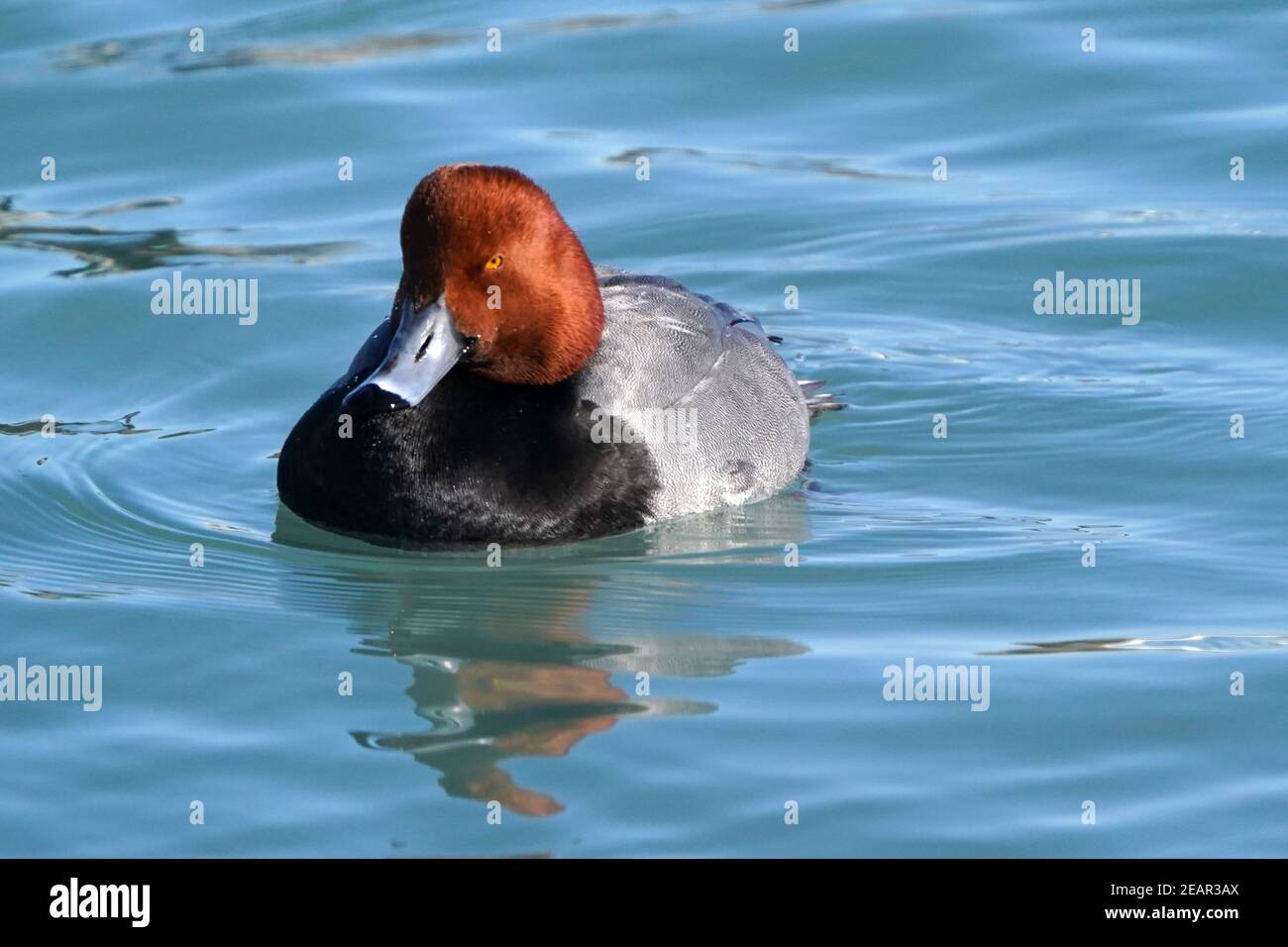 Männchen leuchtend roter kopf und schwarzer hals -Fotos und ...