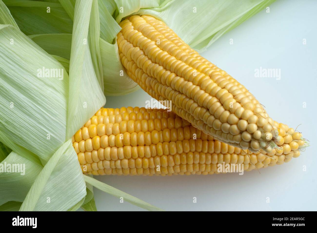 Mais zea mays -Fotos und -Bildmaterial in hoher Auflösung – Alamy