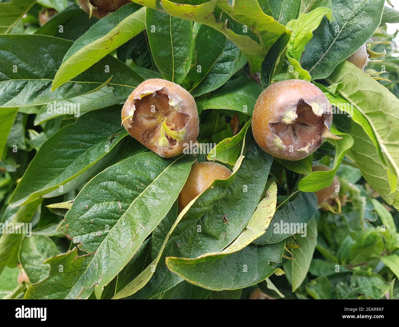Mispel frucht -Fotos und -Bildmaterial in hoher Auflösung – Alamy