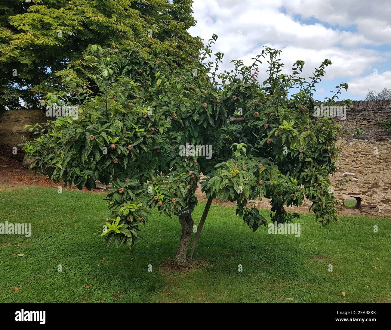 Mispel frucht -Fotos und -Bildmaterial in hoher Auflösung – Alamy
