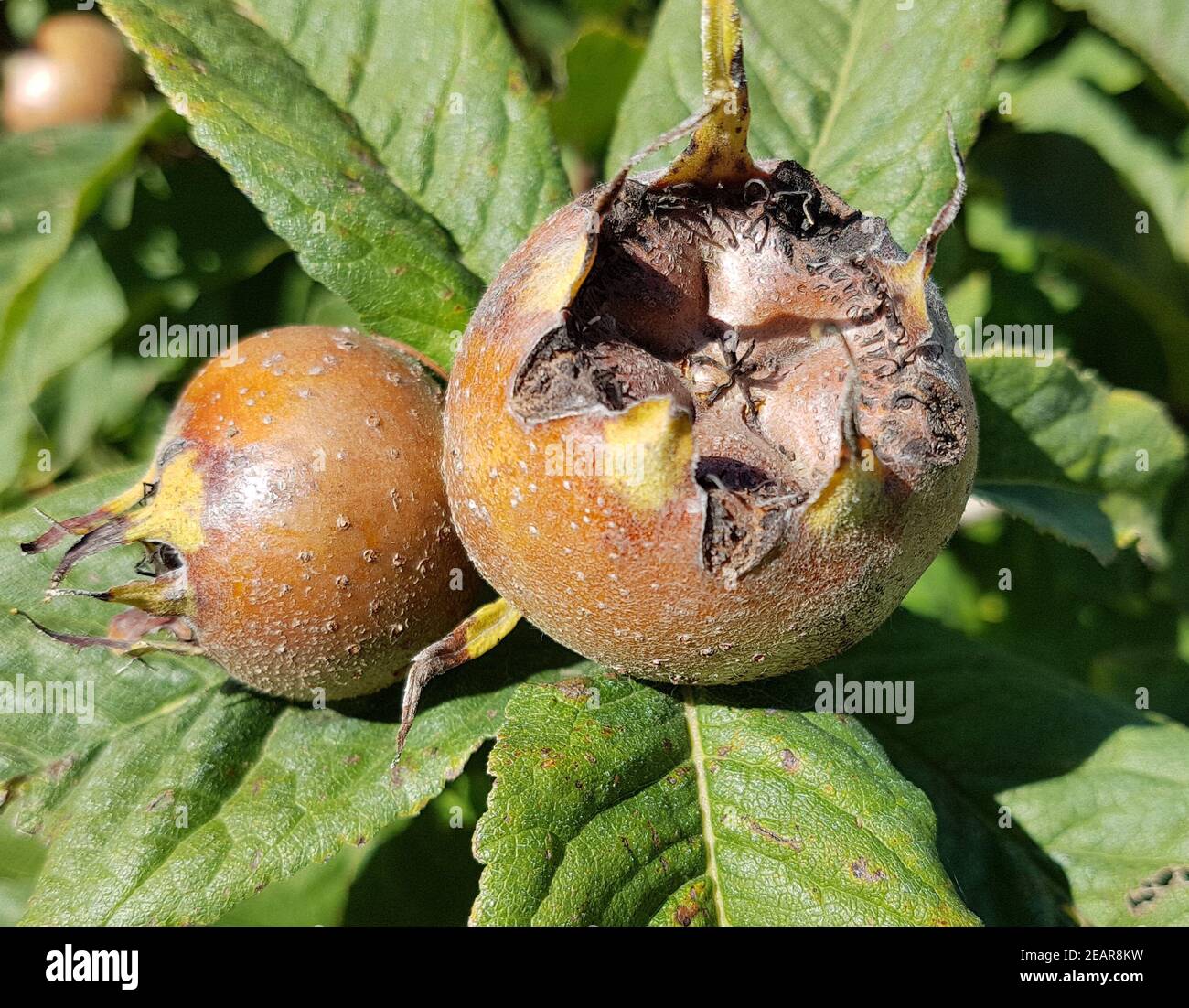 Mispel frucht -Fotos und -Bildmaterial in hoher Auflösung – Alamy