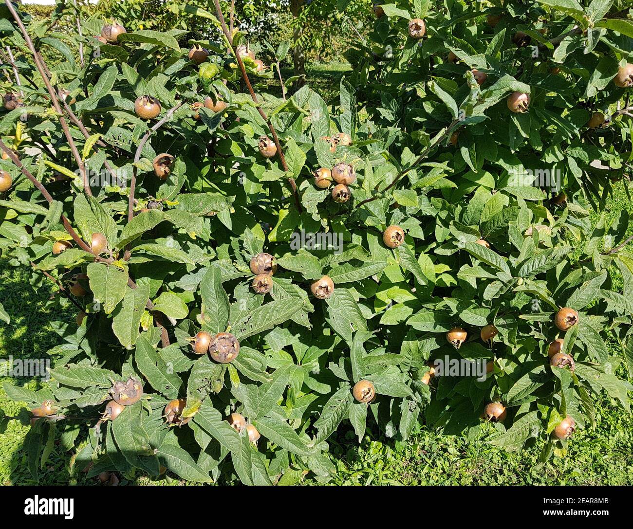 Mispel frucht -Fotos und -Bildmaterial in hoher Auflösung – Alamy
