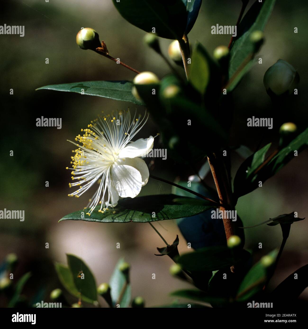 Myrtus communis -Fotos und -Bildmaterial in hoher Auflösung – Alamy