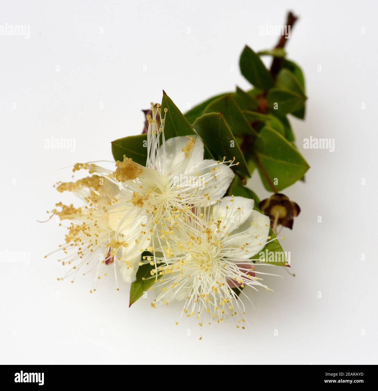 Myrtus communis -Fotos und -Bildmaterial in hoher Auflösung – Alamy
