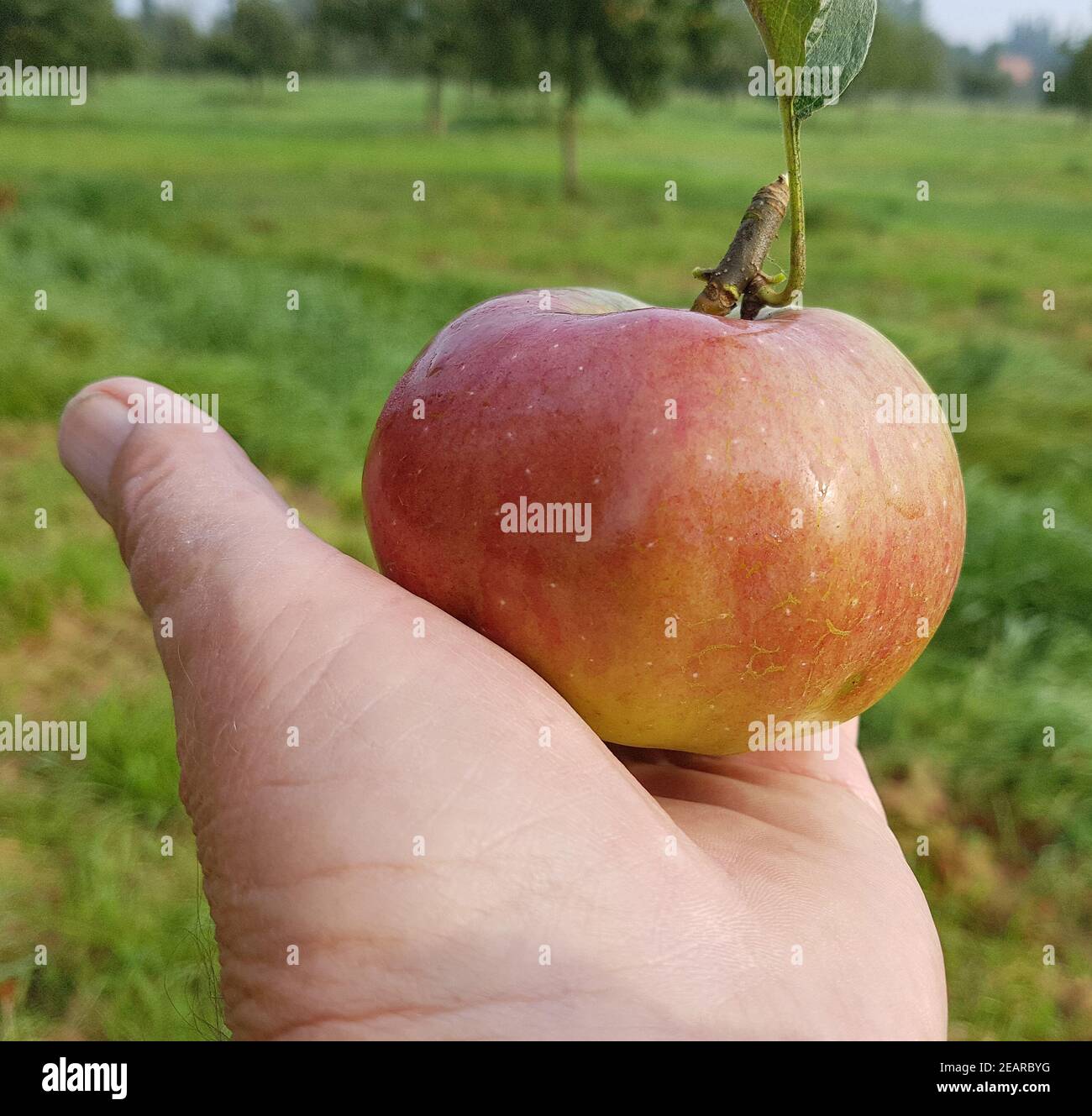 Alte apfelsorten -Fotos und -Bildmaterial in hoher Auflösung – Alamy