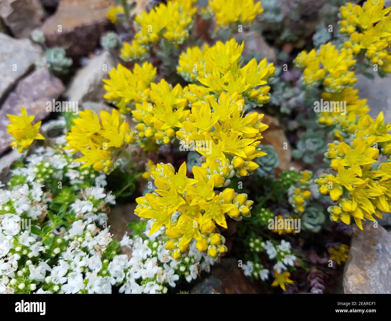 Sedum oreganum -Fotos und -Bildmaterial in hoher Auflösung – Alamy