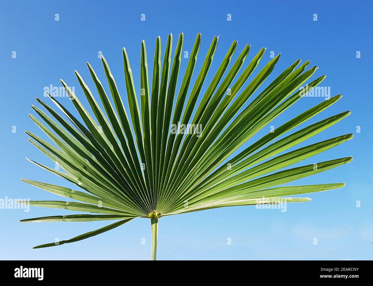 Hanf Palmen Stockfotos und -bilder Kaufen - Alamy