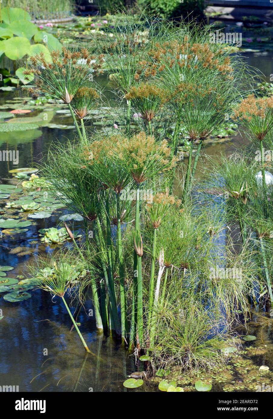 Papyrus cyperus papyrus -Fotos und -Bildmaterial in hoher Auflösung – Alamy