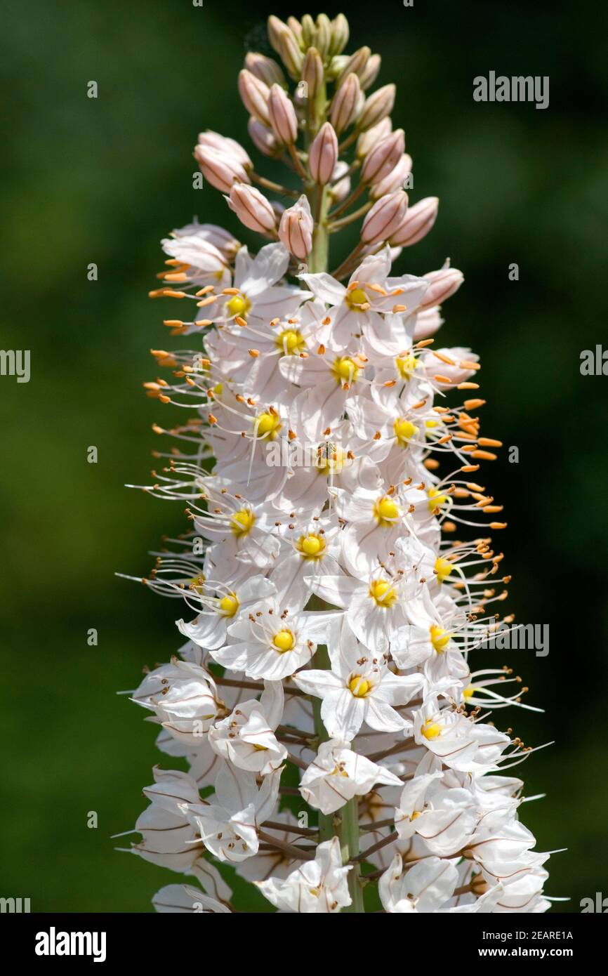 Eremurus Robustus Stockfotos und -bilder Kaufen - Alamy