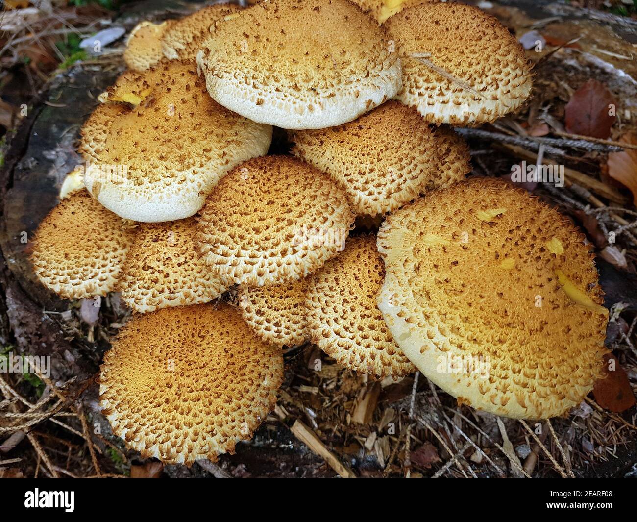 Essbar hallimasch -Fotos und -Bildmaterial in hoher Auflösung – Alamy