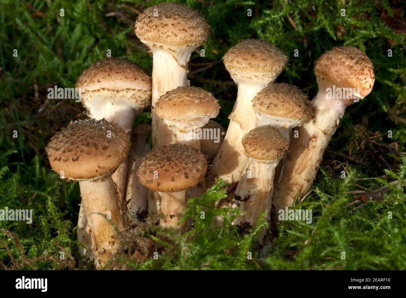 Essbar hallimasch -Fotos und -Bildmaterial in hoher Auflösung – Alamy