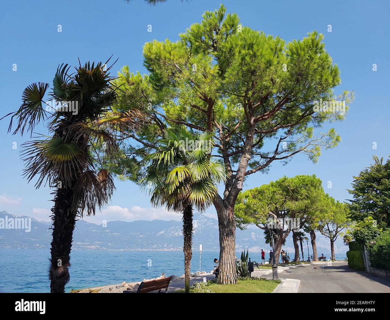 Pinus pinea needles -Fotos und -Bildmaterial in hoher Auflösung – Alamy