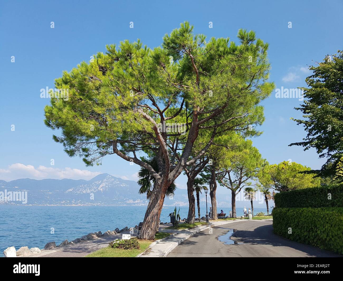 Pinus pinea needles -Fotos und -Bildmaterial in hoher Auflösung – Alamy