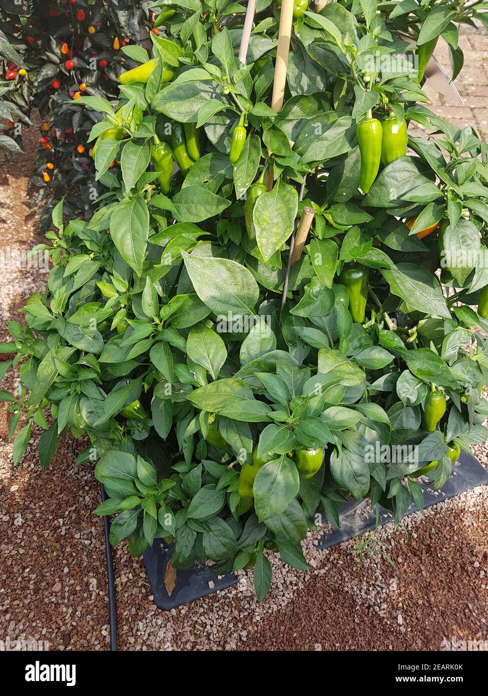 Cheyenne f1 -Fotos und -Bildmaterial in hoher Auflösung – Alamy