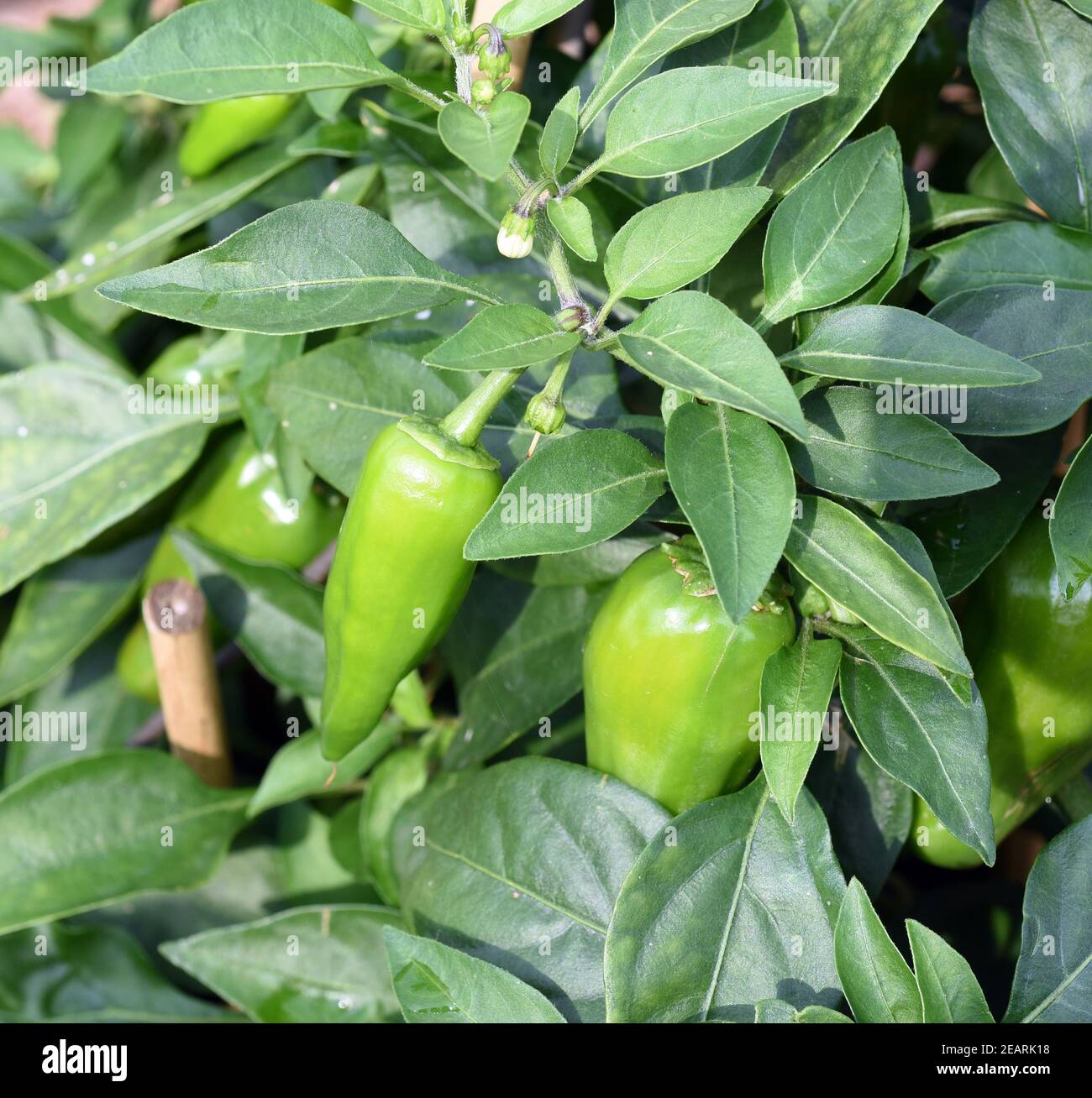 Cheyenne f1 -Fotos und -Bildmaterial in hoher Auflösung – Alamy