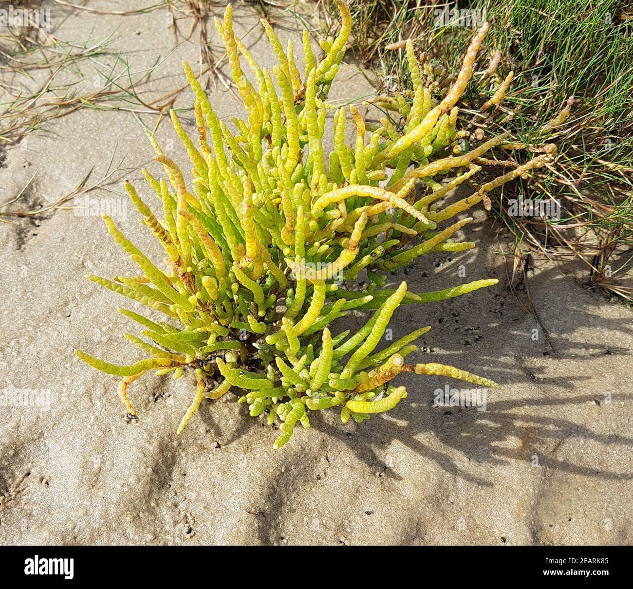 Queller salicornia europaea -Fotos und -Bildmaterial in hoher Auflösung ...