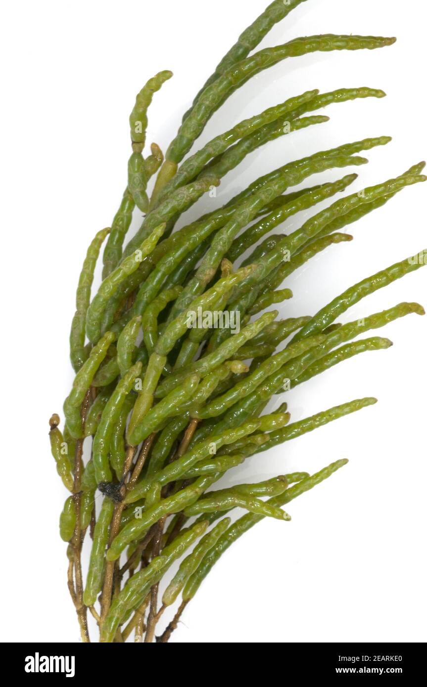 Queller salicornia europaea -Fotos und -Bildmaterial in hoher Auflösung ...