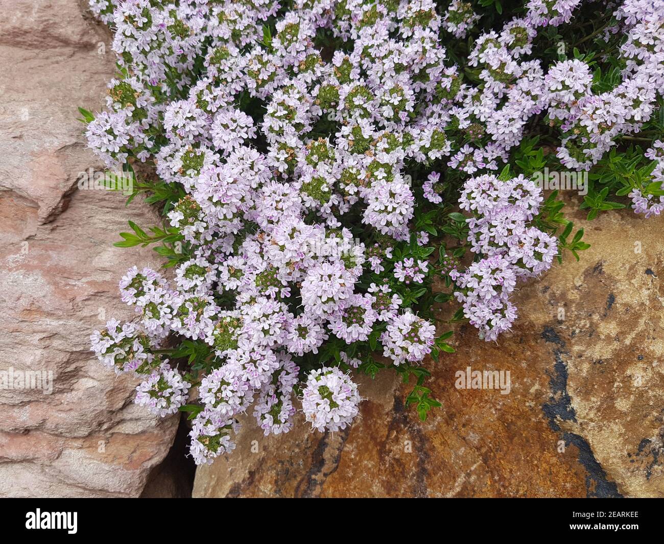 Wild thymian thymus serpyllum -Fotos und -Bildmaterial in hoher ...