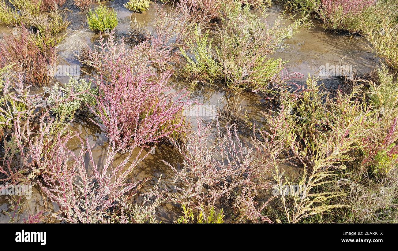 Queller salicornia europaea -Fotos und -Bildmaterial in hoher Auflösung ...