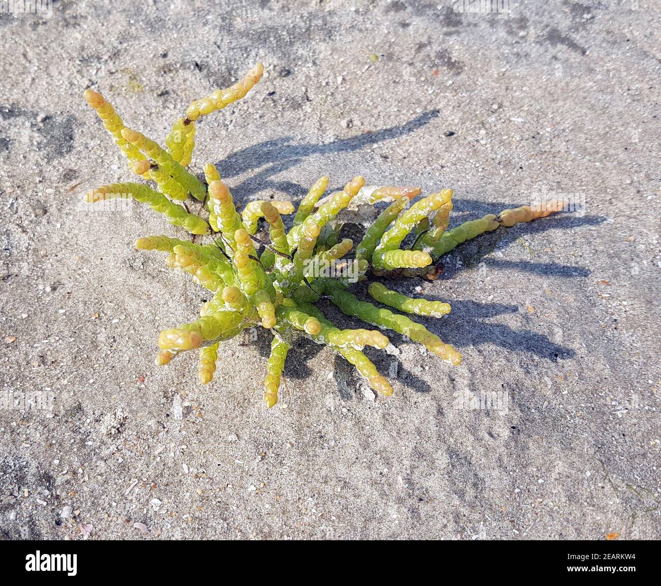 Queller salicornia europaea -Fotos und -Bildmaterial in hoher Auflösung ...