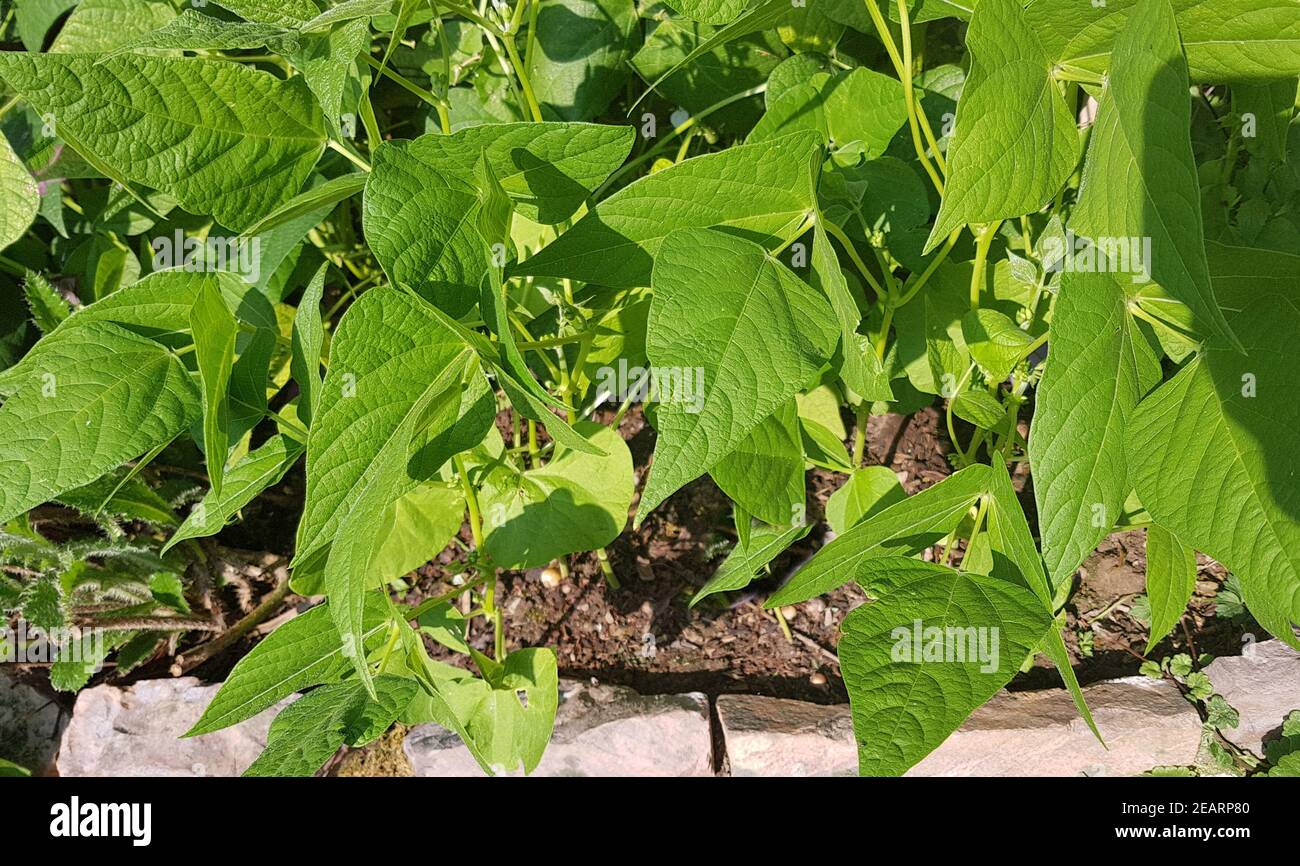 Phaseolus vulgaris var nanus -Fotos und -Bildmaterial in hoher ...