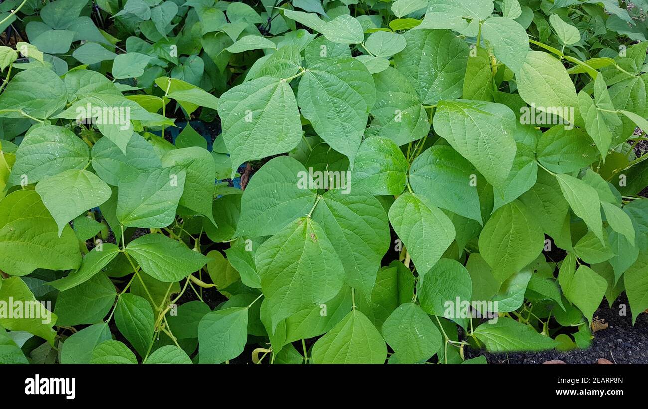 Phaseolus vulgaris var nanus -Fotos und -Bildmaterial in hoher ...