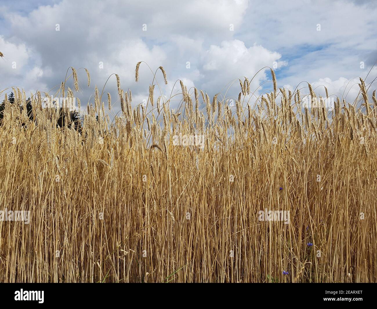 Getreide getreidekoerner -Fotos und -Bildmaterial in hoher Auflösung ...