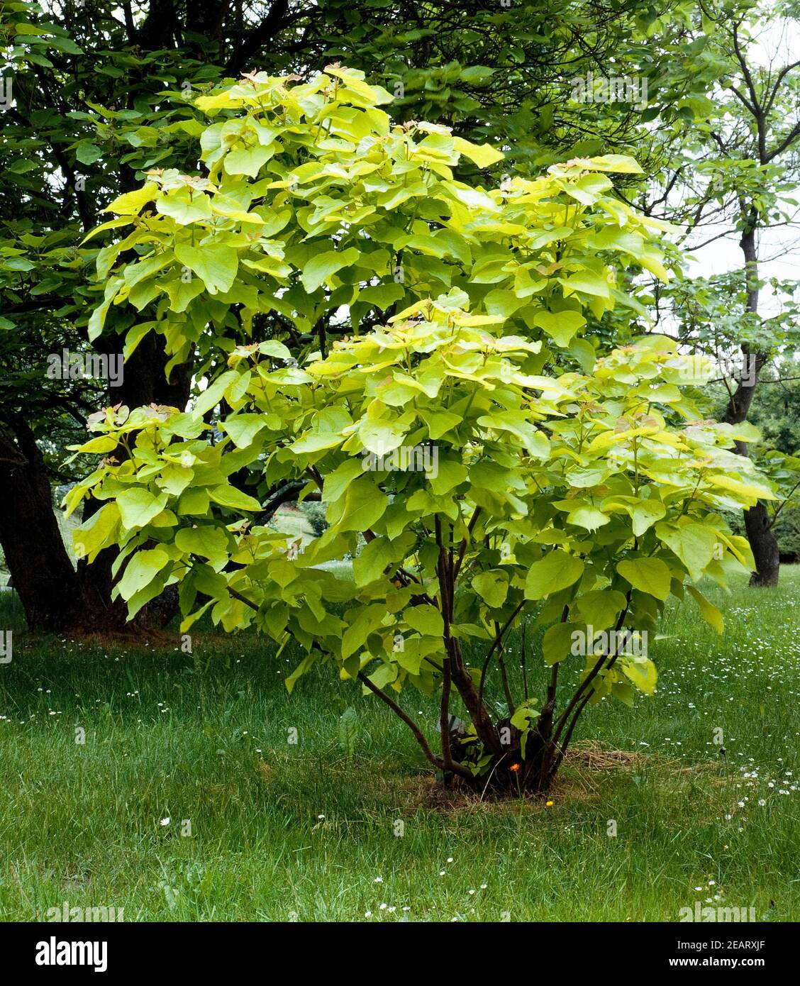Trompetenbaum, Catalpa bignonioides Stockfotografie - Alamy