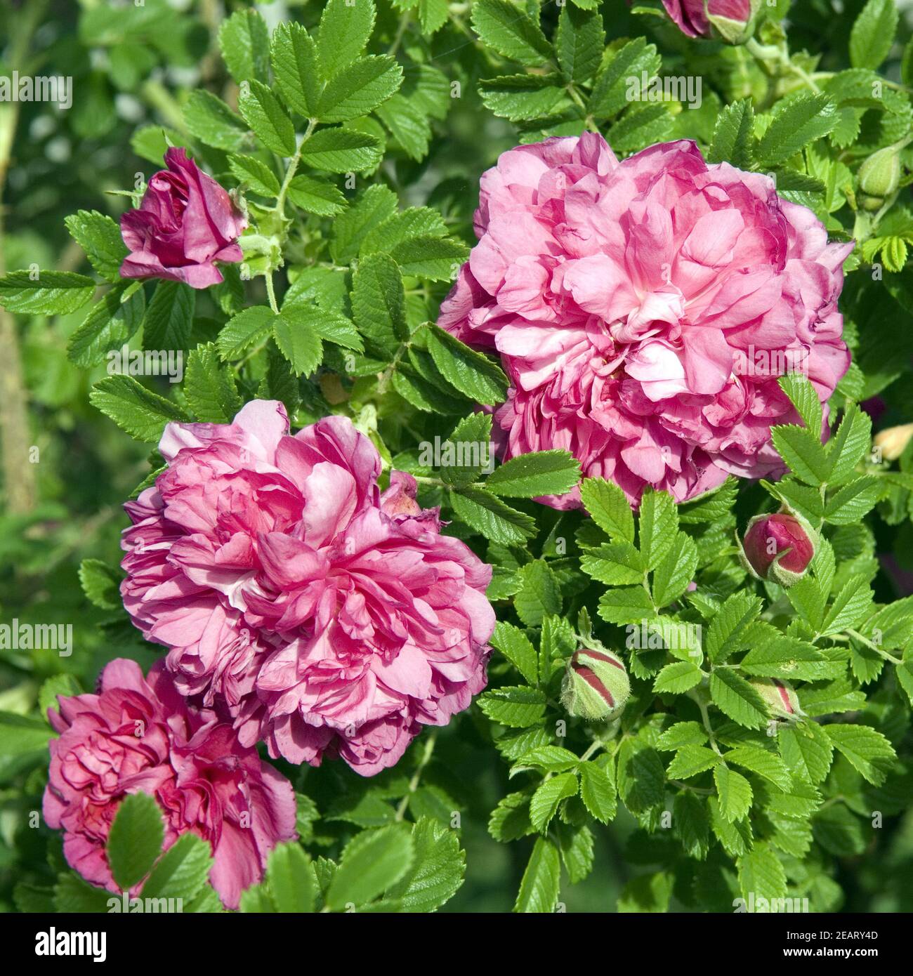 David rott at -Fotos und -Bildmaterial in hoher Auflösung – Alamy