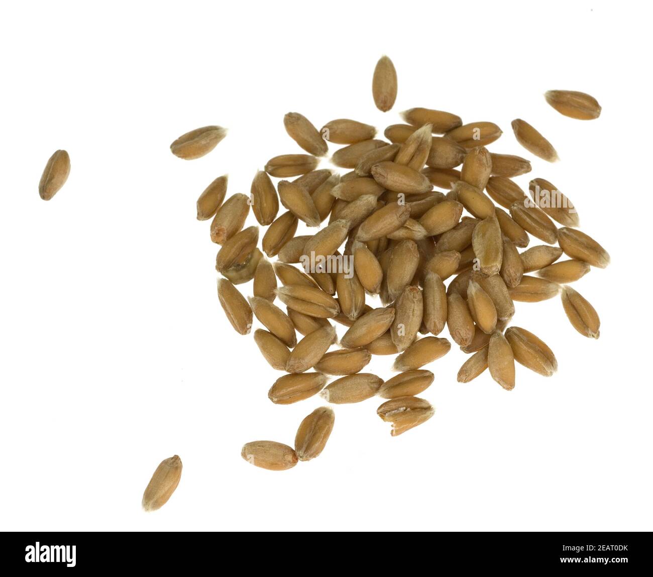 Dinkel getreide feld -Fotos und -Bildmaterial in hoher Auflösung – Alamy