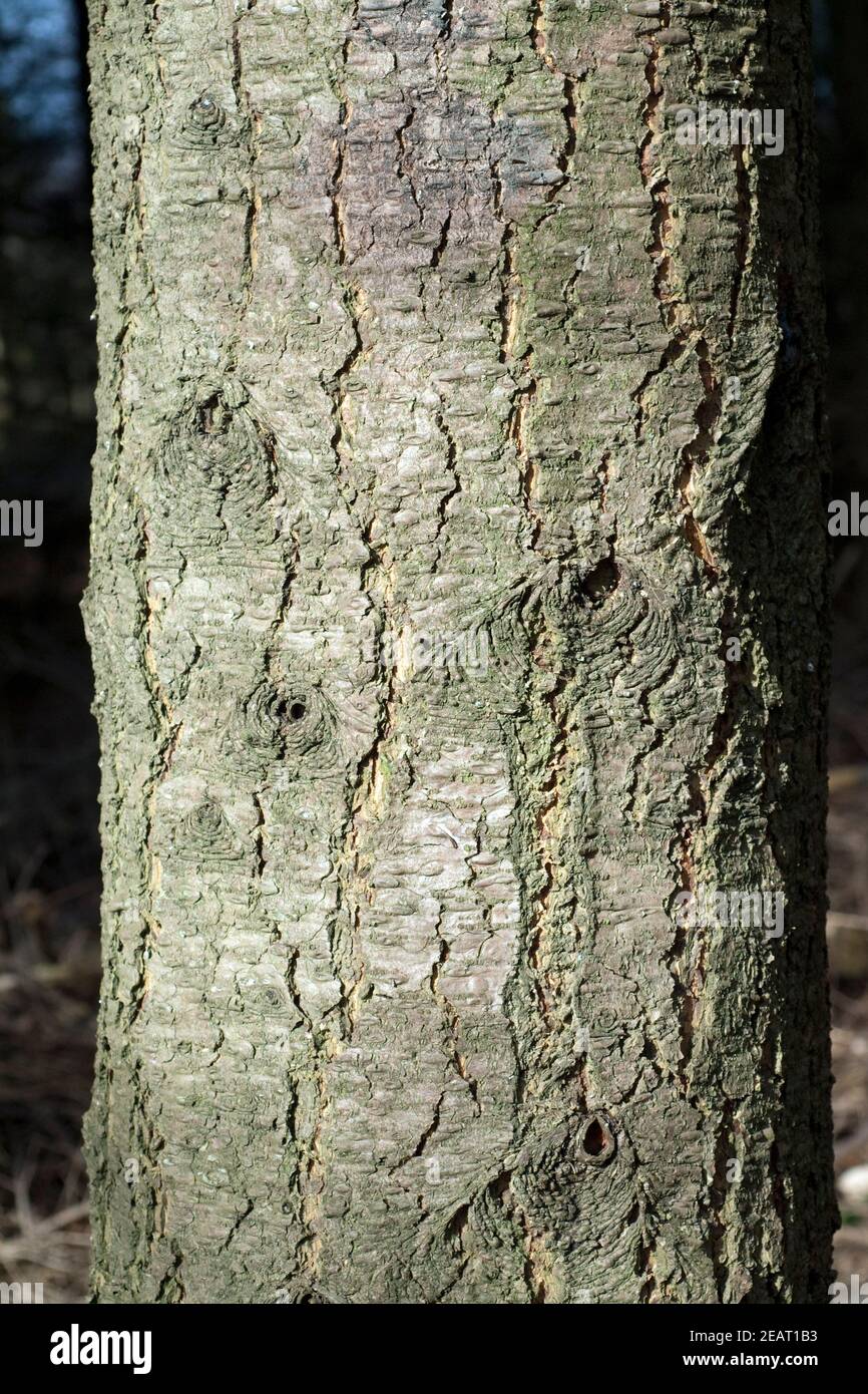 Douglasie rinde -Fotos und -Bildmaterial in hoher Auflösung – Alamy
