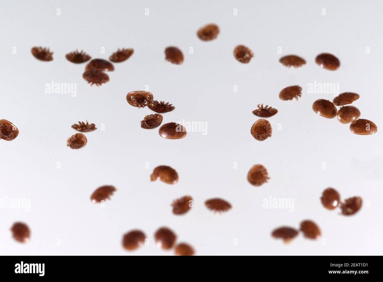 Varroa destructor varroa milbe -Fotos und -Bildmaterial in hoher ...