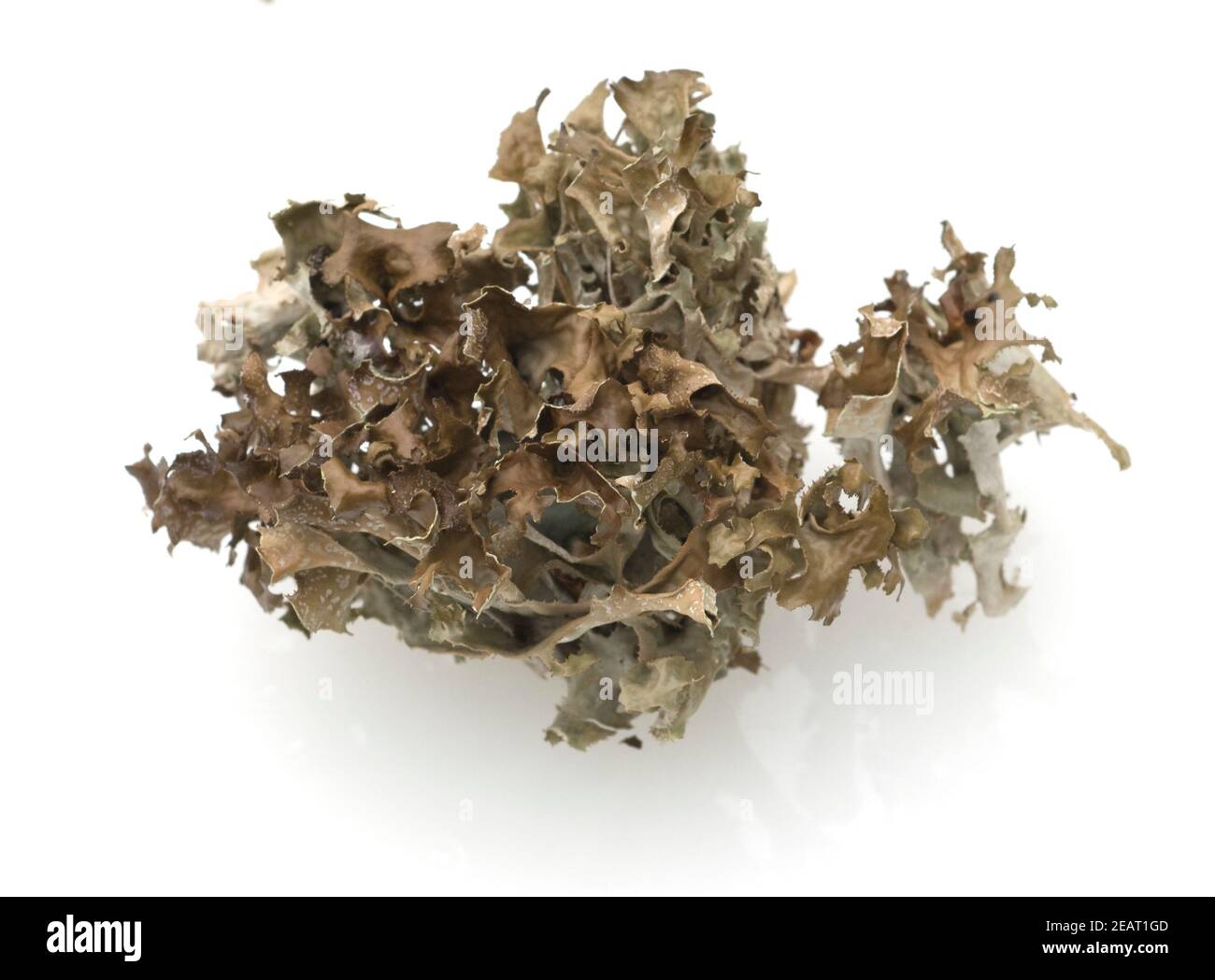 Flechten moos -Fotos und -Bildmaterial in hoher Auflösung – Alamy