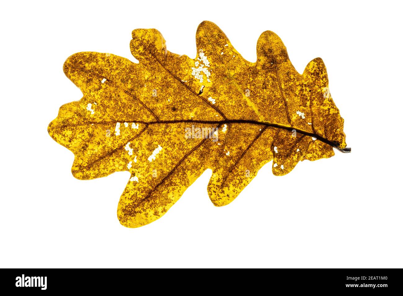 Zersetzendes blatt -Fotos und -Bildmaterial in hoher Auflösung – Alamy