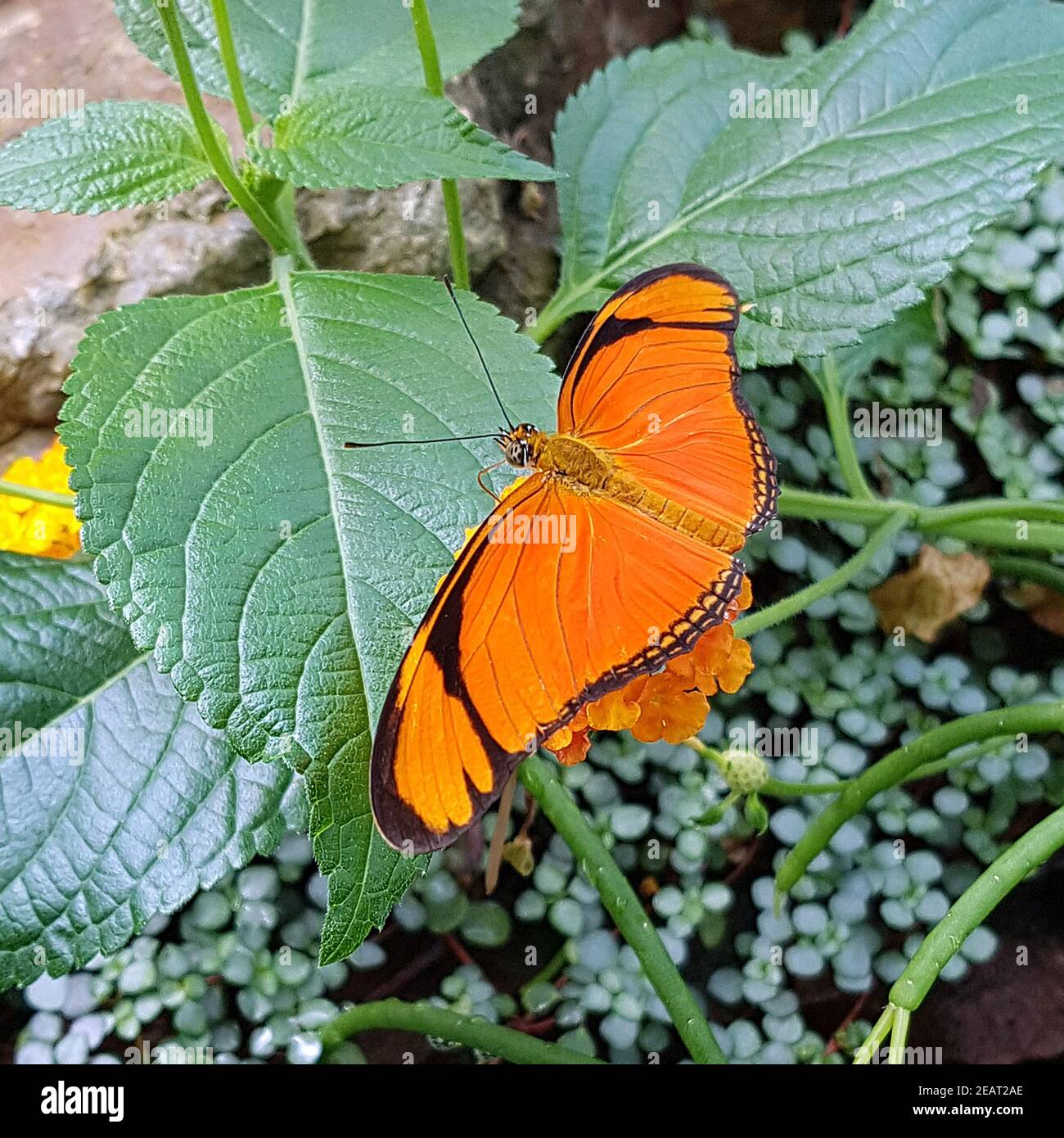 Julia falter -Fotos und -Bildmaterial in hoher Auflösung – Alamy