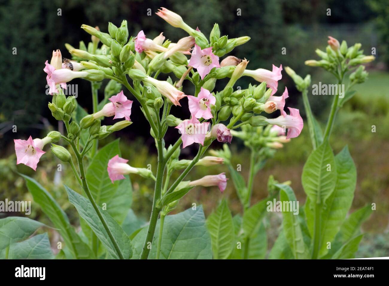 Nicotiana tabacum -Fotos und -Bildmaterial in hoher Auflösung – Alamy
