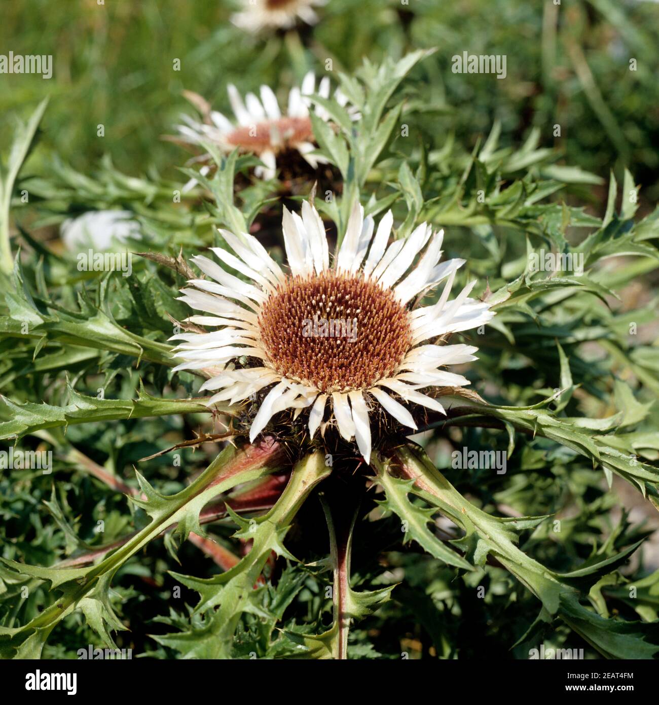 Silberdistel carlina acaulis -Fotos und -Bildmaterial in hoher ...