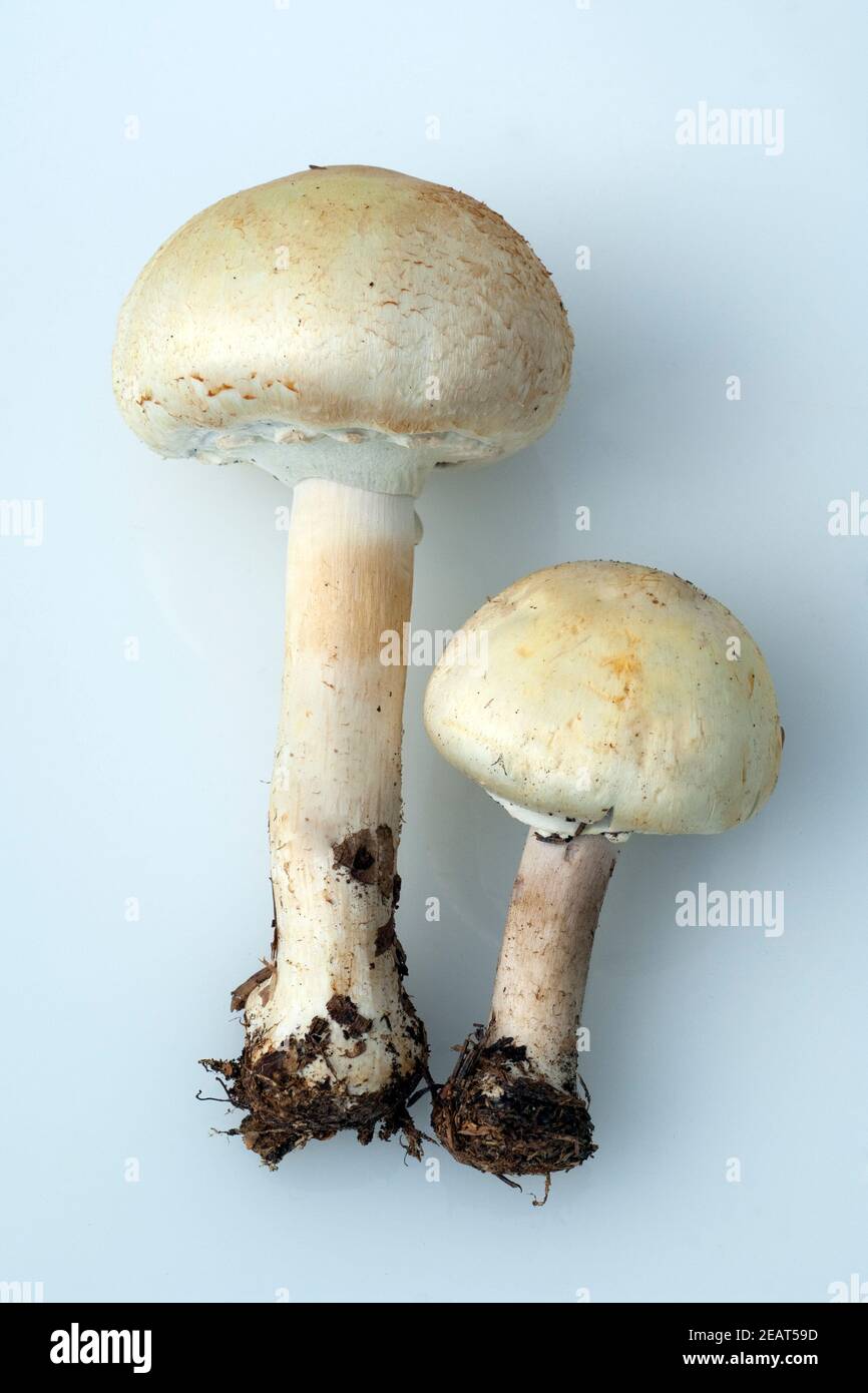 Waldchampignon, Wald-Champignon, Agaricus, Silvaticus Stockfotografie ...
