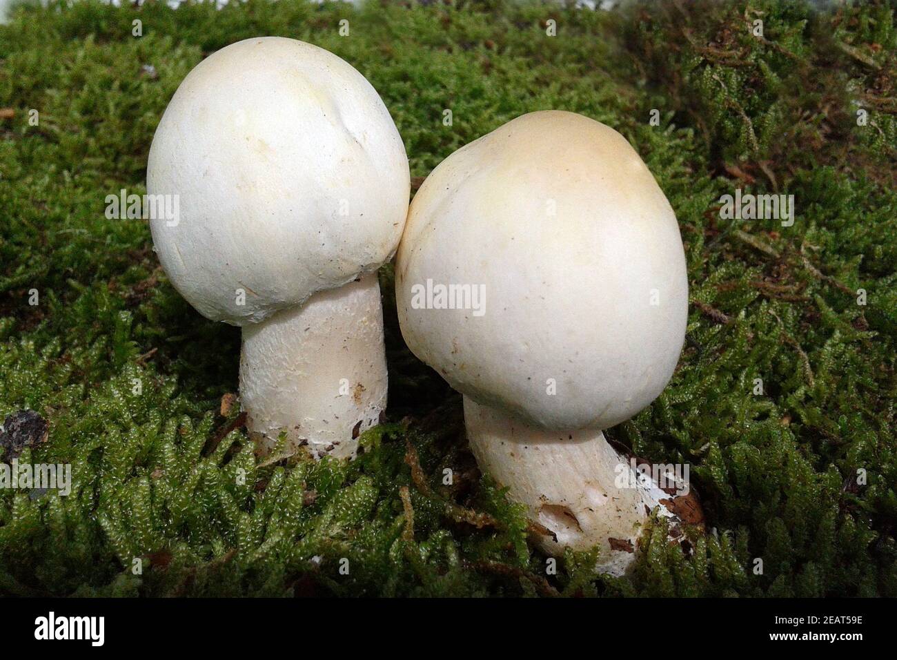 Wald egerling -Fotos und -Bildmaterial in hoher Auflösung – Alamy