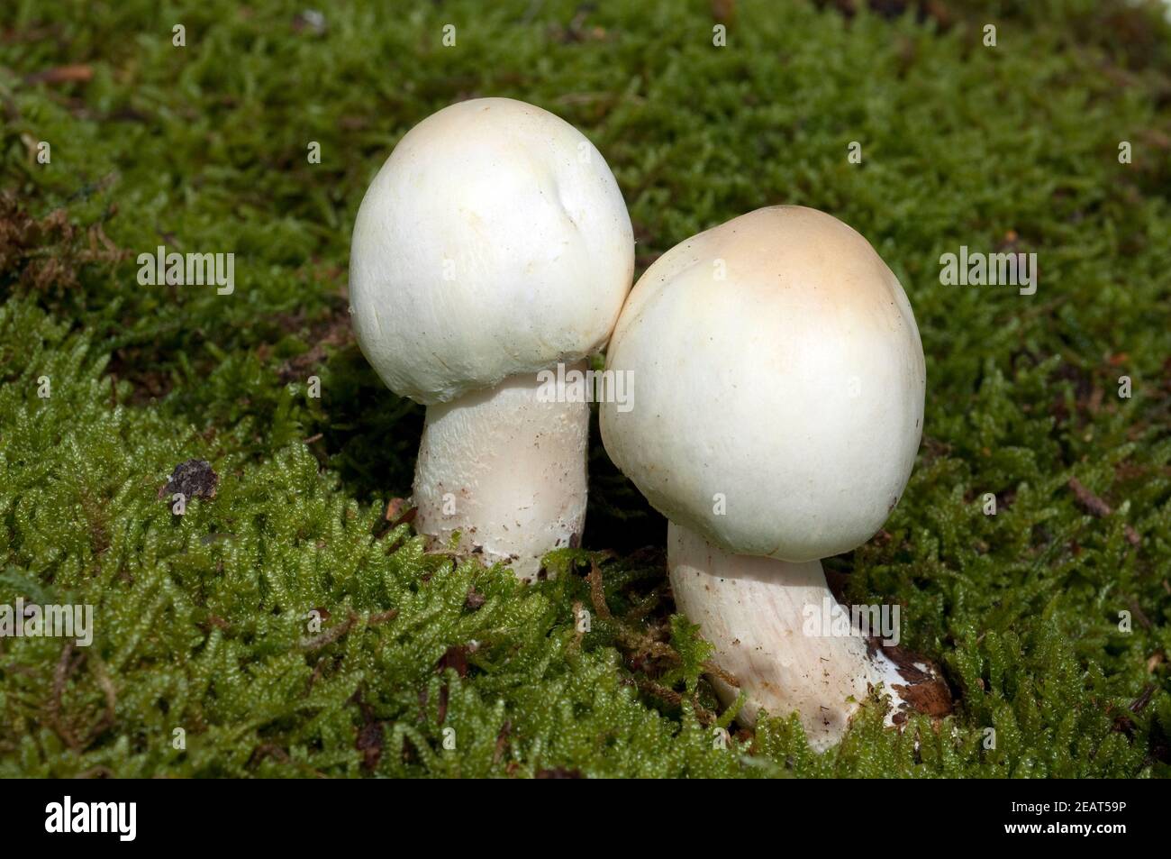 Waldchampignon, Wald-Champignon, Agaricus, Silvaticus Stockfotografie ...