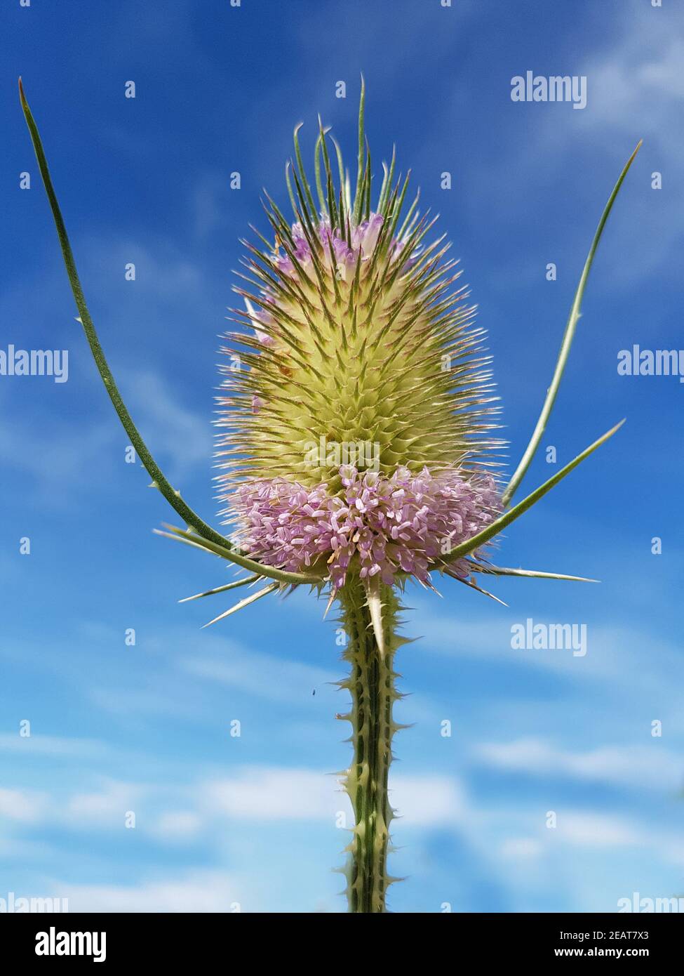 Weber Karde Stockfotos und -bilder Kaufen - Alamy