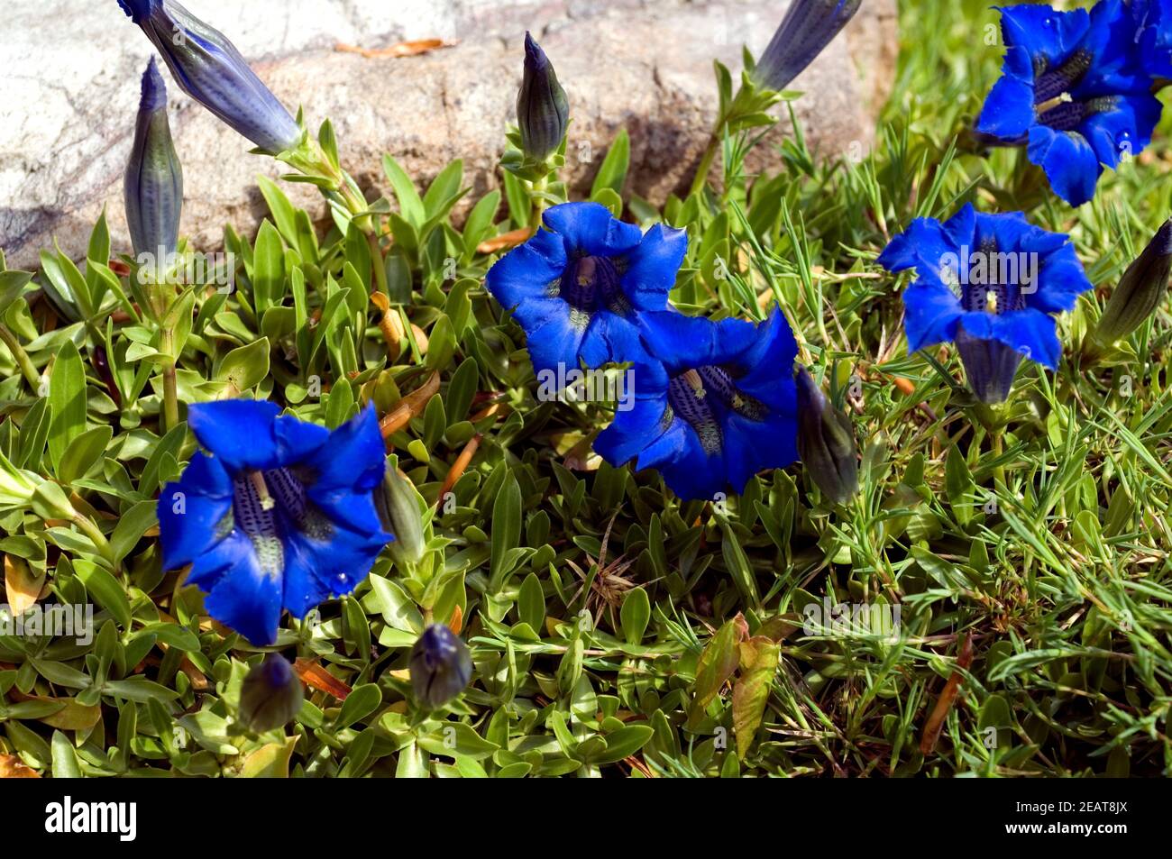 Blaue enziane -Fotos und -Bildmaterial in hoher Auflösung – Alamy