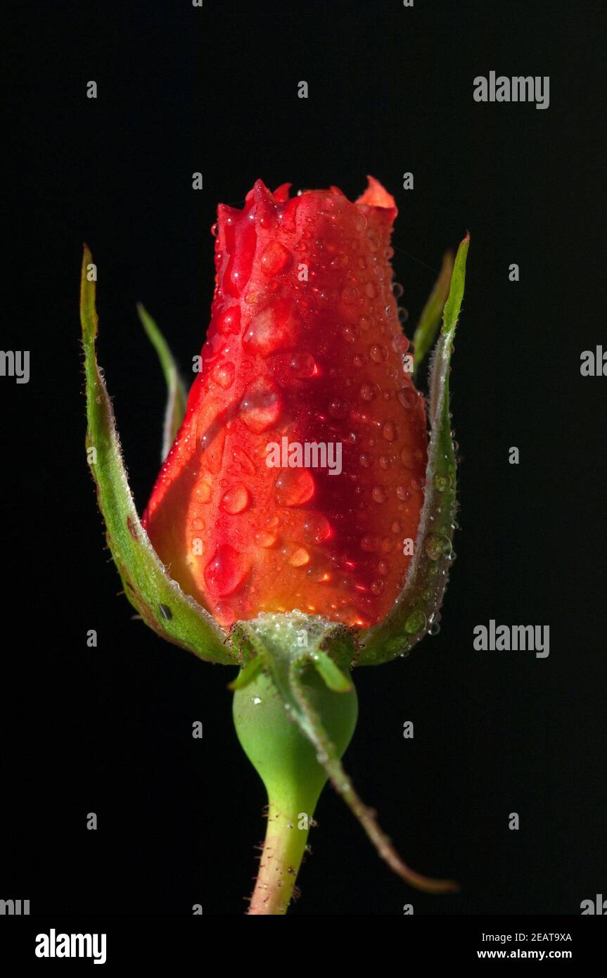 Schwarze rosen tautropfen -Fotos und -Bildmaterial in hoher Auflösung ...