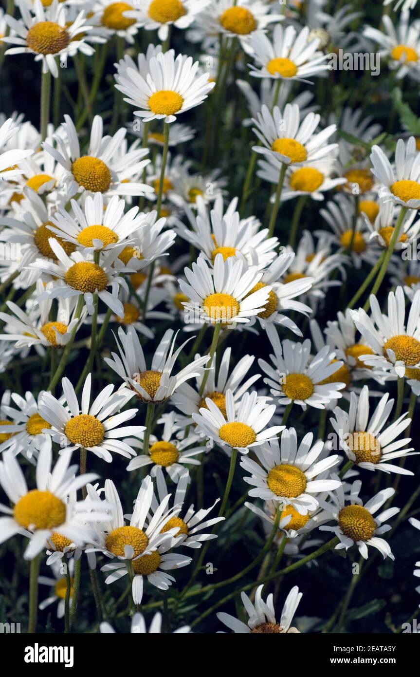 Wildblumen Margeriten Stockfotos und -bilder Kaufen - Alamy