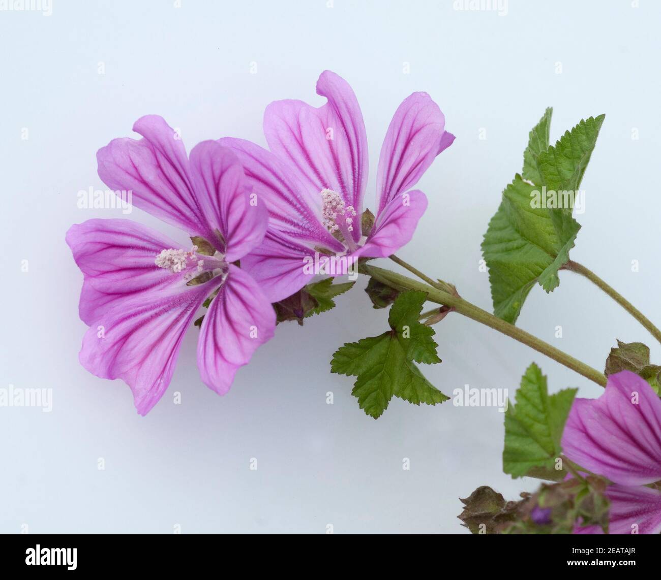 Malva sylvestris mauritiana -Fotos und -Bildmaterial in hoher Auflösung ...