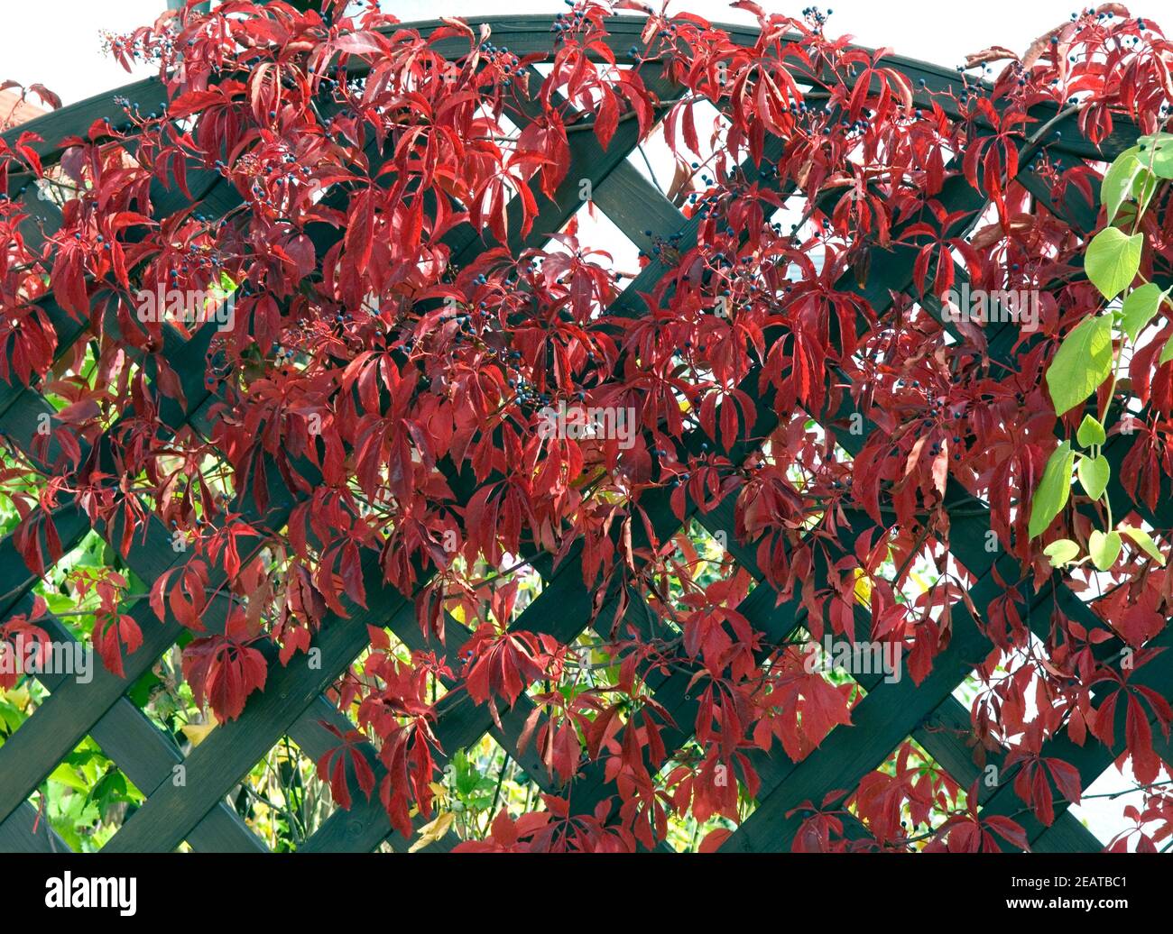 Faszinierend Pergola Wilder Wein Fotos