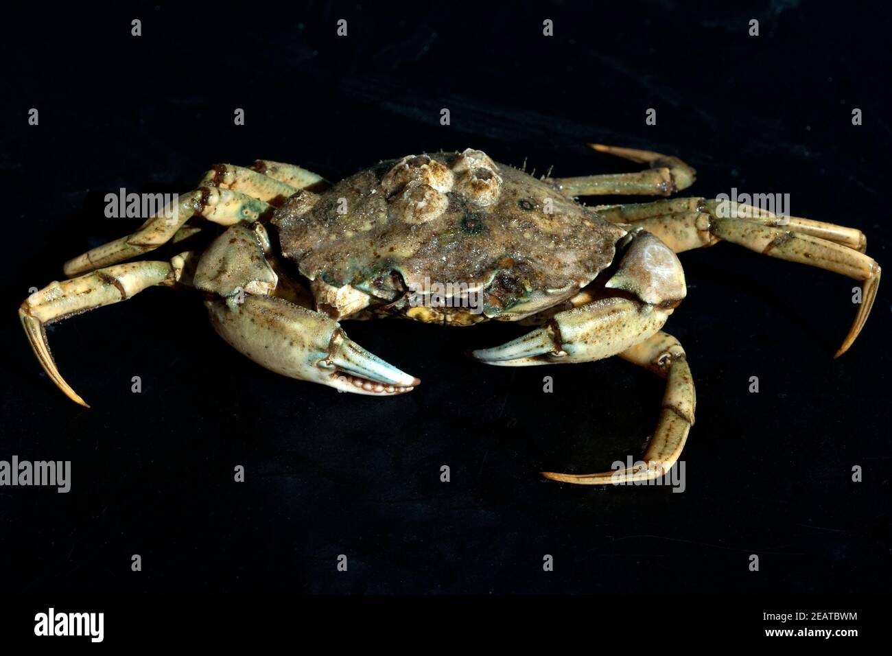 Echte krabben -Fotos und -Bildmaterial in hoher Auflösung – Alamy