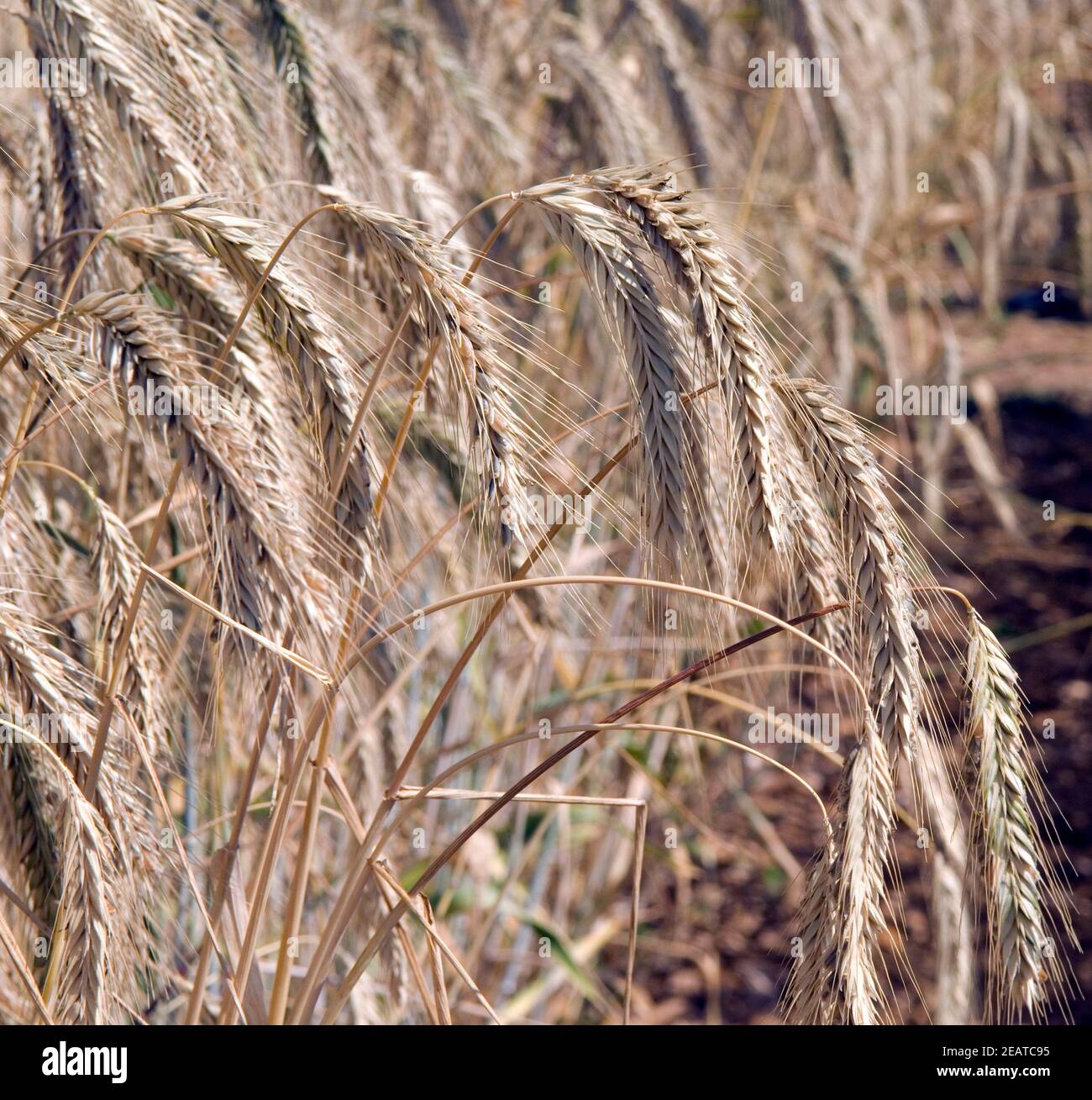 Bluehende roggenaehren -Fotos und -Bildmaterial in hoher Auflösung – Alamy