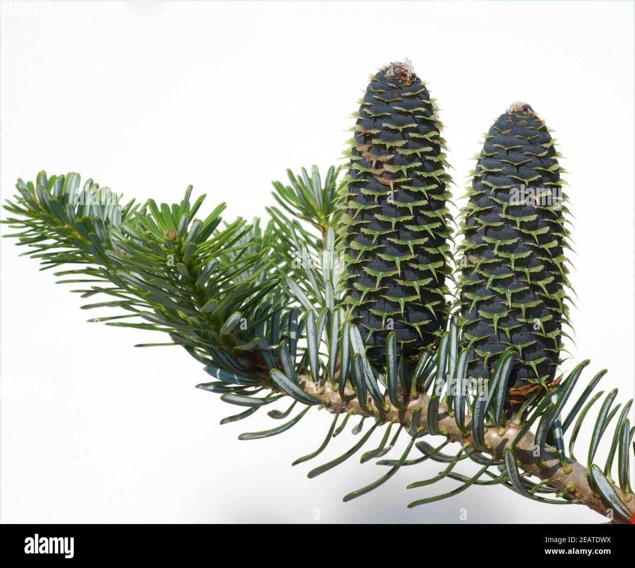 Schüsse tanne -Fotos und -Bildmaterial in hoher Auflösung – Alamy